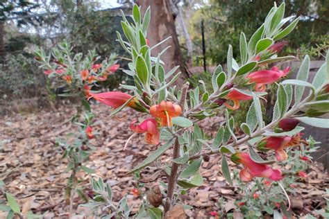 Eremophila Ruby Red Australian Native Plants Society Australia