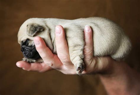 Newborn Pug Puppies