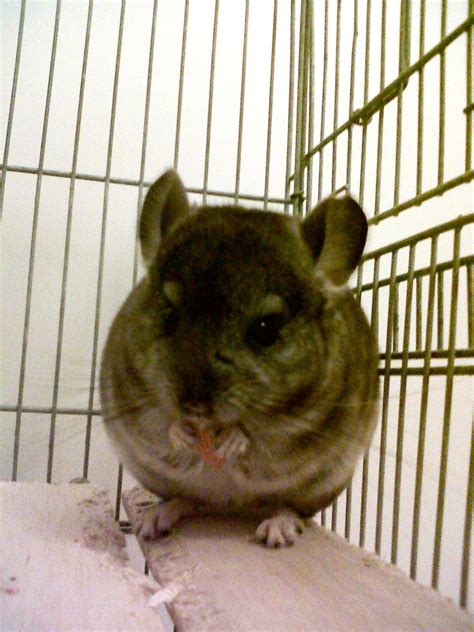 My Chinchilla Chell Shes 3 Months Old 3 Raww