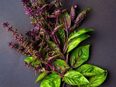 Holy Basil Vs Thai Basil Vs Sweet Basil At Gail Pagano Blog