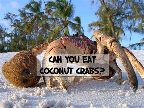 Can You Eat Coconut Crabs How Strong Are They Ouachita