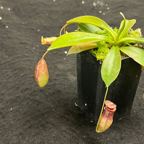 Nepenthes Rajah X Tenuis Be 4083 Pitcher N Moss
