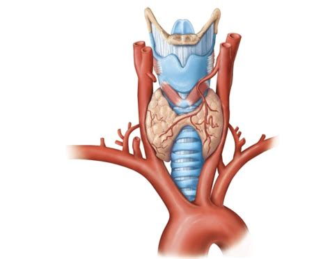 Thyroid Gland Part Of The Endocrine System — Printable Worksheet