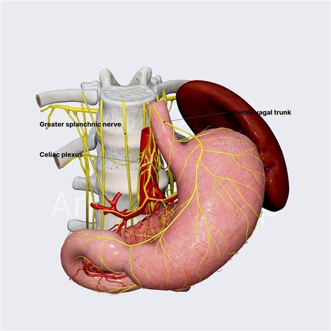 Splanchnic Nerve Anatomy