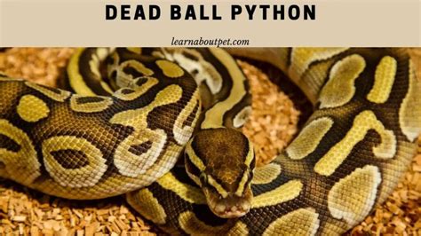 Dead Ball Python 15 Menacing Ball Python Dying Signs