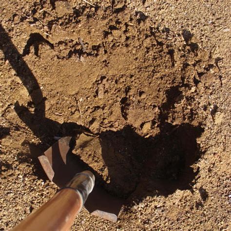 Dug A Hole Ý Nghĩa Cách Dùng Và Ví Dụ Cụ Thể
