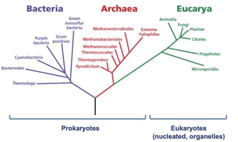 Wk1 Bacteriology Structure Function Classification And Physiology Flashcards Quizlet