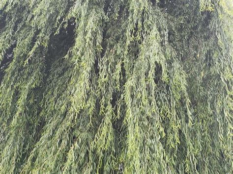 Green Foliage Of A Weeping Willow Tree Background And Texture Stock