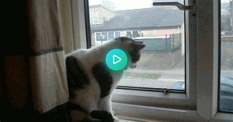 My Cat Bill Nye Vs A Bumble Bee  On Imgur