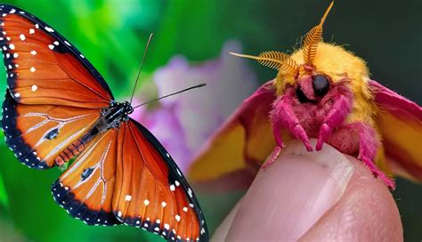 Moths Vs Butterflies