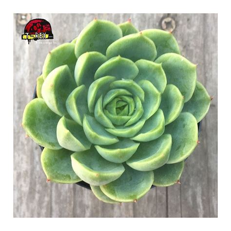 Muda De Planta Suculenta Echeveria Lime N Chile Beleza Vibrante E