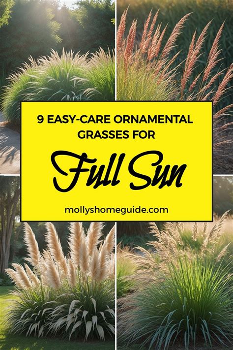 9 Easy Care Ornamental Grasses For Full Sun Ornamental Grasses