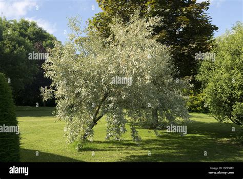 Ornamental Shrub Elaeagnus Angustifolia Quicksilver In Flower In A