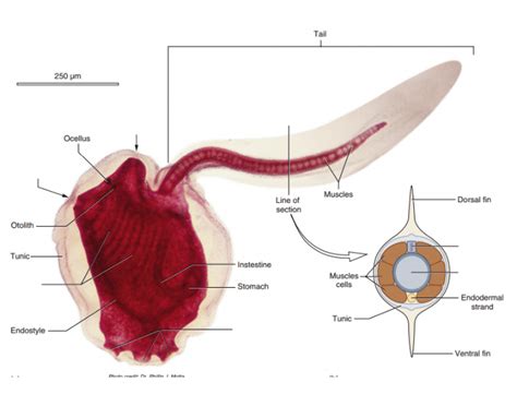 Urochordata Larval Tunicate 3 Quiz