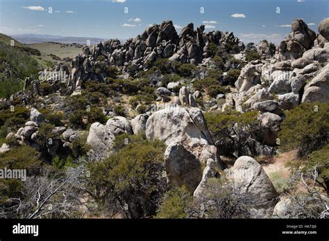 This Image Highlights A Dense Pine Forest In Nevada Showcasing The