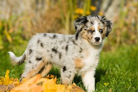 Mini Australian Shepherd Breed Info And Care Guide