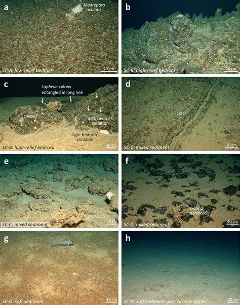 Rov Still Images Showing The Variety Of Substrate Components Sc Download Scientific Diagram