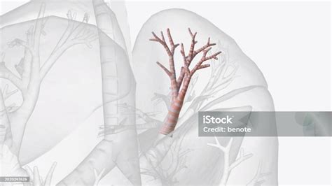 The Apical Segmental Bronchus Is The Most Superior Bronchus Of The