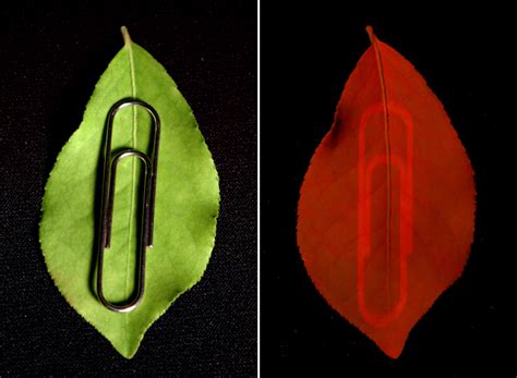 Fun With Fluorescence Photography Chlorophyll Nightsea