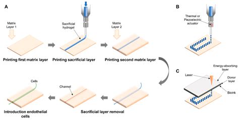 Principle Of 3d Bioprinting Scaffold For Vascular Tissue Formation A