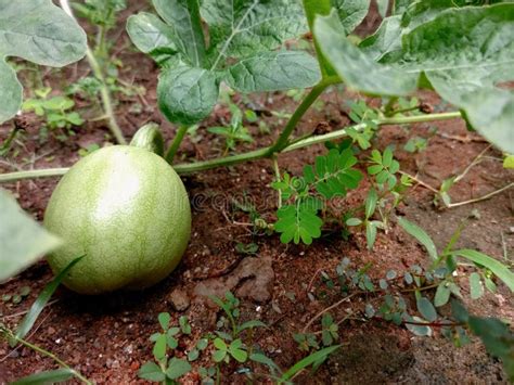 Very Small And Newly Sprouting Watermelon Fruit On Plant Stock Image Image Of Green Field
