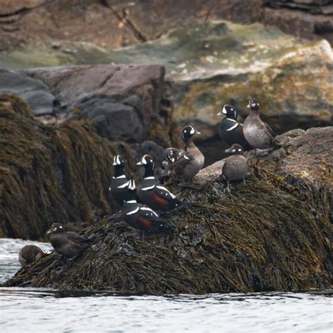 Maine Bird Atlas