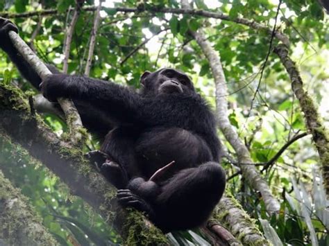 Study Ties Same Sex Behavior In Primates To Ecological And Social Pressures