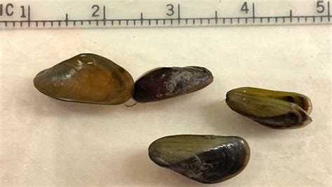 Invasive Species Never Seen Before In North America Found In California