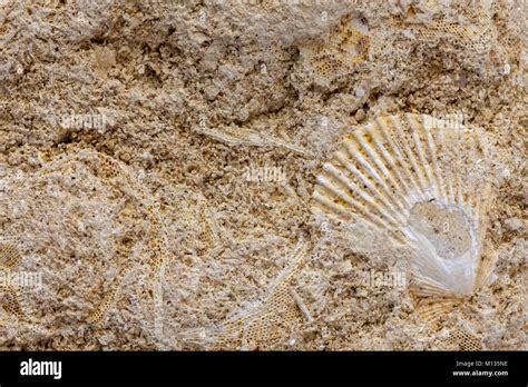 Bryozoans Fossils