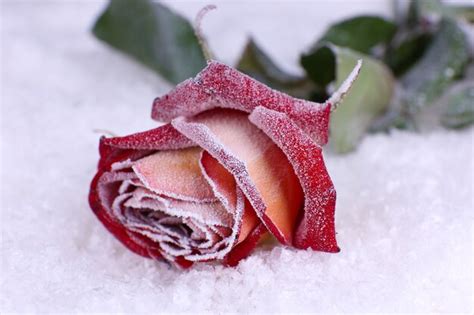 Premium Photo Rose Covered With Hoarfrost Close Up