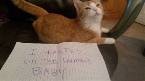 114 Asshole Cats Being Shamed For Their Crimes Bored Panda