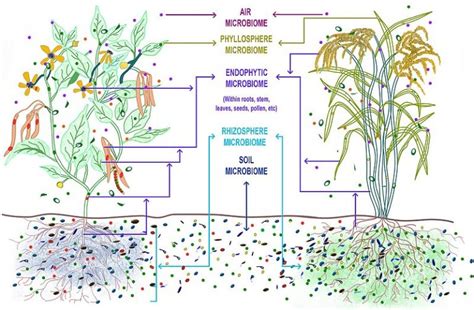 What Is The Difference Between Microbiome And Microbiota Pediaa Com