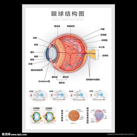 眼球结构图设计图展板模板广告设计设计图库昵图网