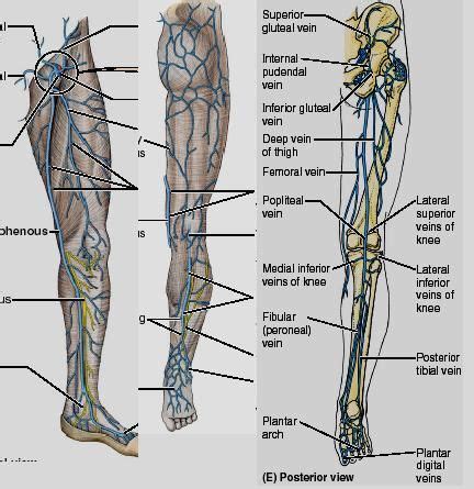Free Usmle Medical Images Lower Limb Posterior Thigh Veins