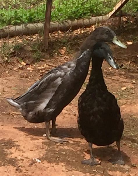 12 Week Old Ducks Sex And Breed Backyard Chickens Learn How To Raise Chickens