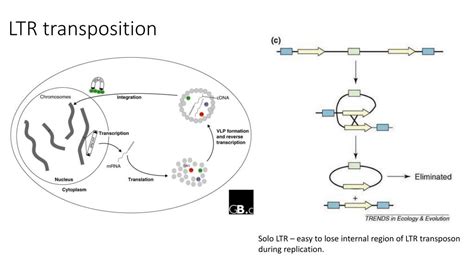 Ppt A Unified Classification System For Eukaryotic Transposable
