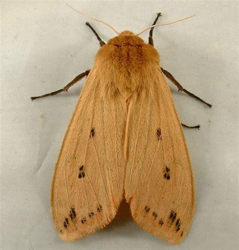 Isabella Tiger Moth Chesapeake Bay Environmental Center · Inaturalist