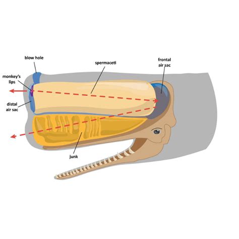 Sperm Whale Anatomy Organs