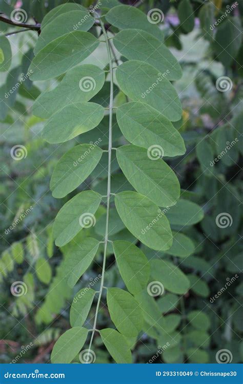Up Close Picture Of Black Locust Tree Leaf Stock Image Image Of