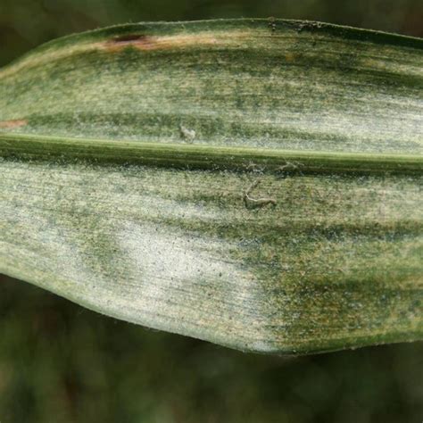 Spider Mites Pestoscope
