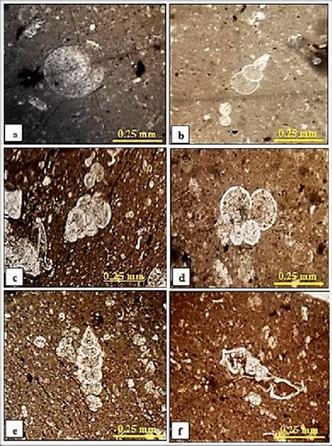 Marly Limestone Petrography A Ammodiscus Cretaceous Sp Foraminifera