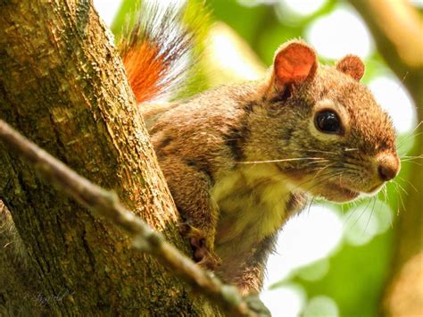 Ginger The Red Squirrel Is Back Rsquirrels