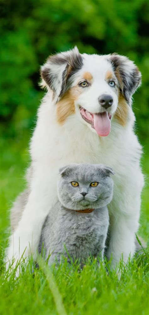 كلاب للتبني