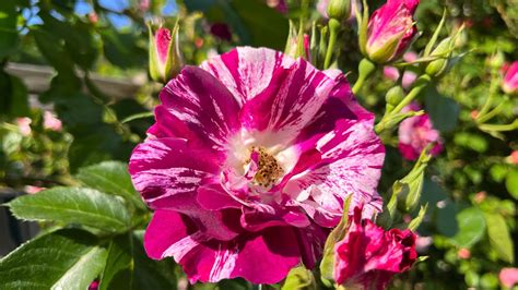 Purple Splash Rose