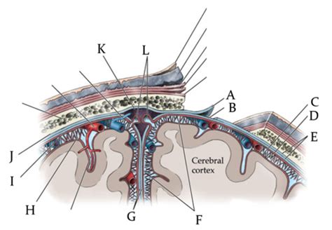 Neuroscience Meninges And Dural Sinuses Flashcards Quizlet