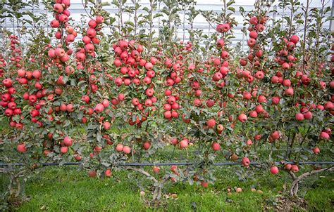 Apple Tree Orchard Images Learn How To Grow Apple Trees The Easy Way