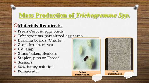 Mass Production Of Trichogramma Sppptx
