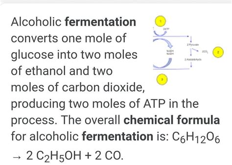 Yeast Fermentation Equation