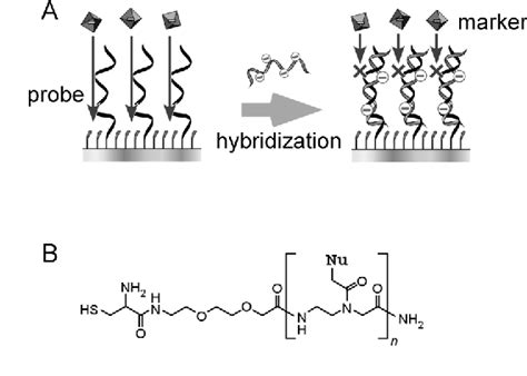 Figure 1 From Development Of Novel Gene Detection Methods And Its