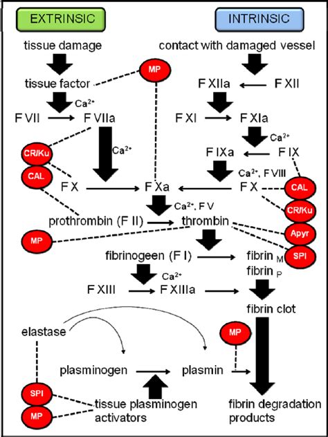 Coagulation Cascade Revised Anticoagulation Module 4 Clinical Aspects Of